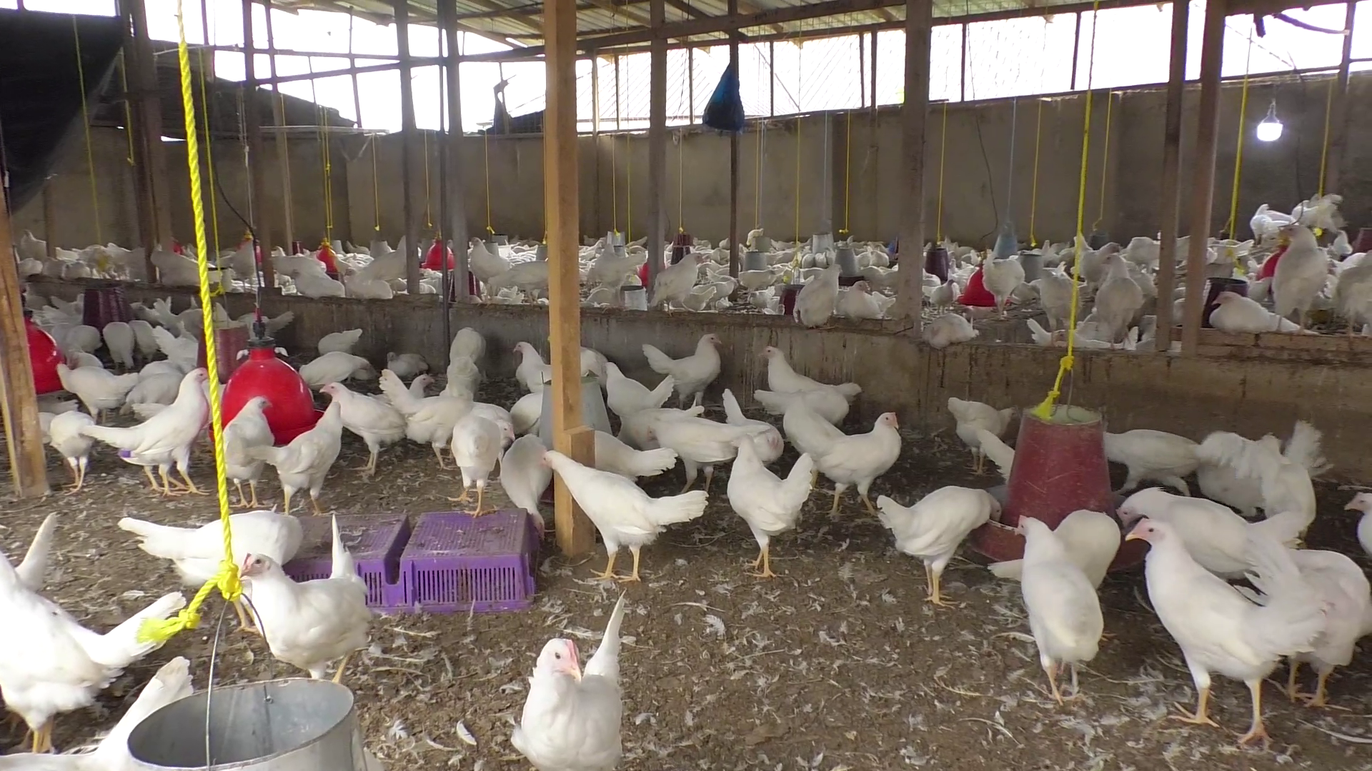 It has become very capital intensive to get into poultry farming in ...